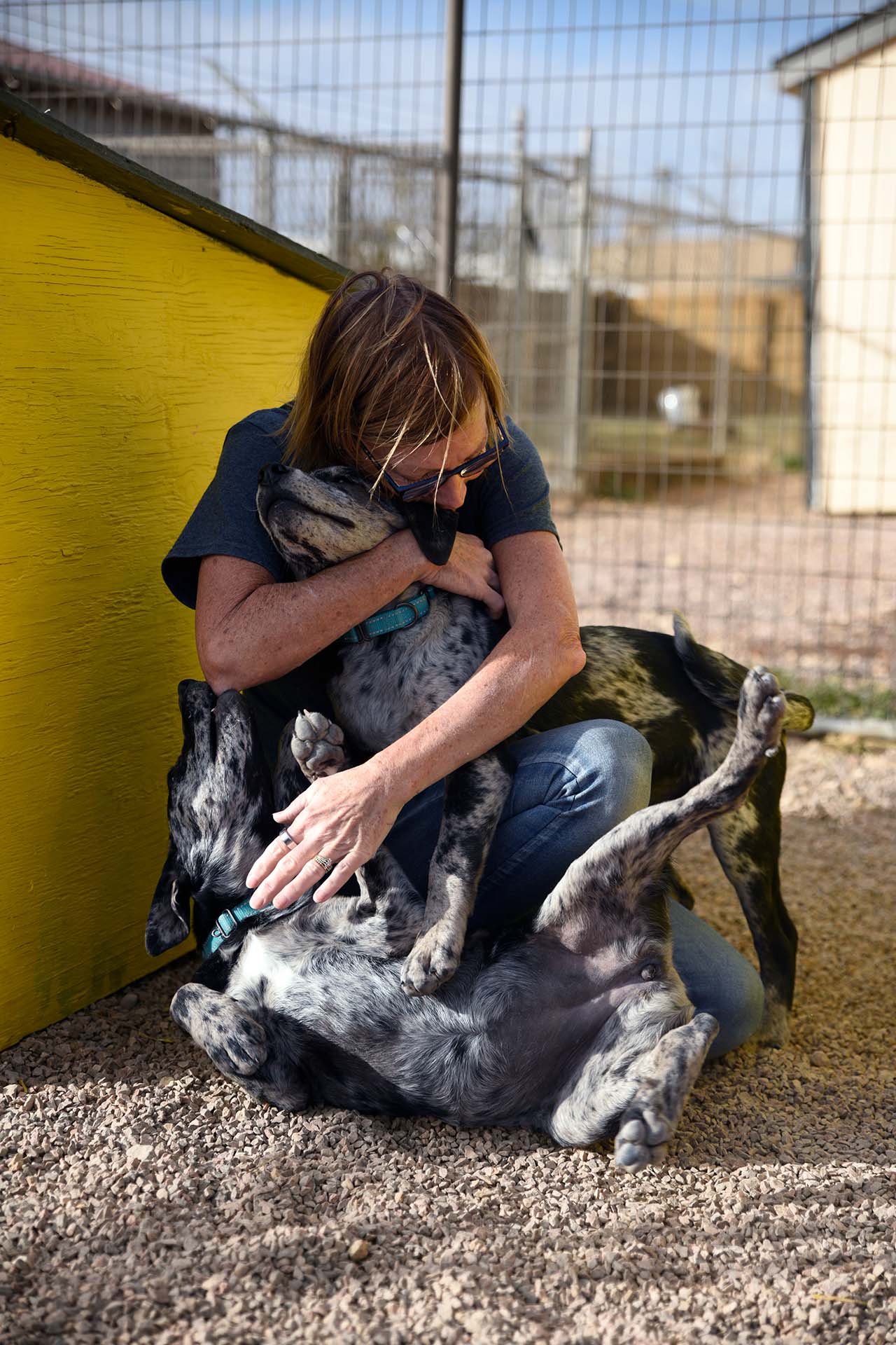 Pawsitively Perfect - Black Hills Family